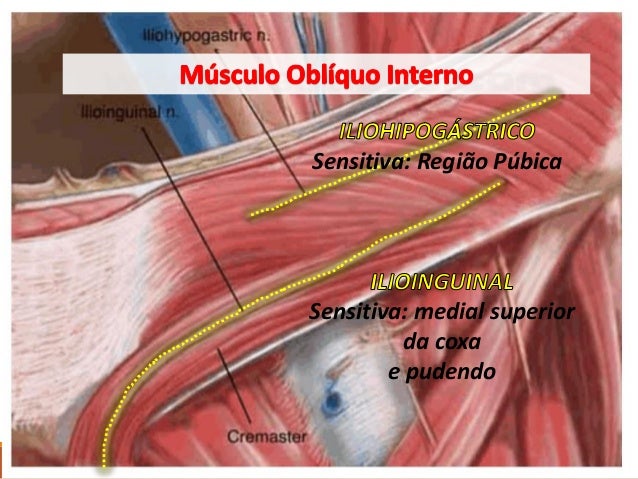 Anatomia Topográfica da Região Inguinal