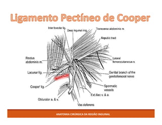 Anatomia Cirúrgica da Região Inguinal | PDF