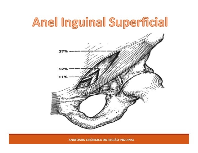 Anatomia Cirúrgica da Região Inguinal