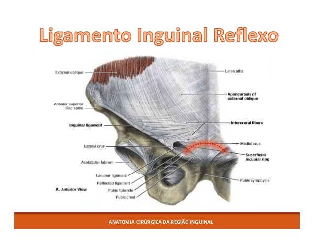 Anatomia Cirúrgica da Região Inguinal