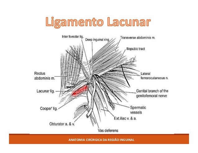 Anatomia Da Superficie Do Ligamento Inguinal