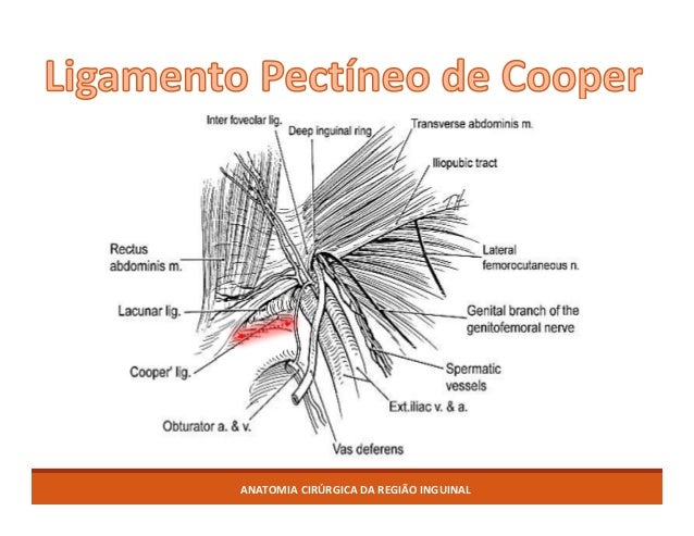 Anatomia Cirúrgica da Região Inguinal