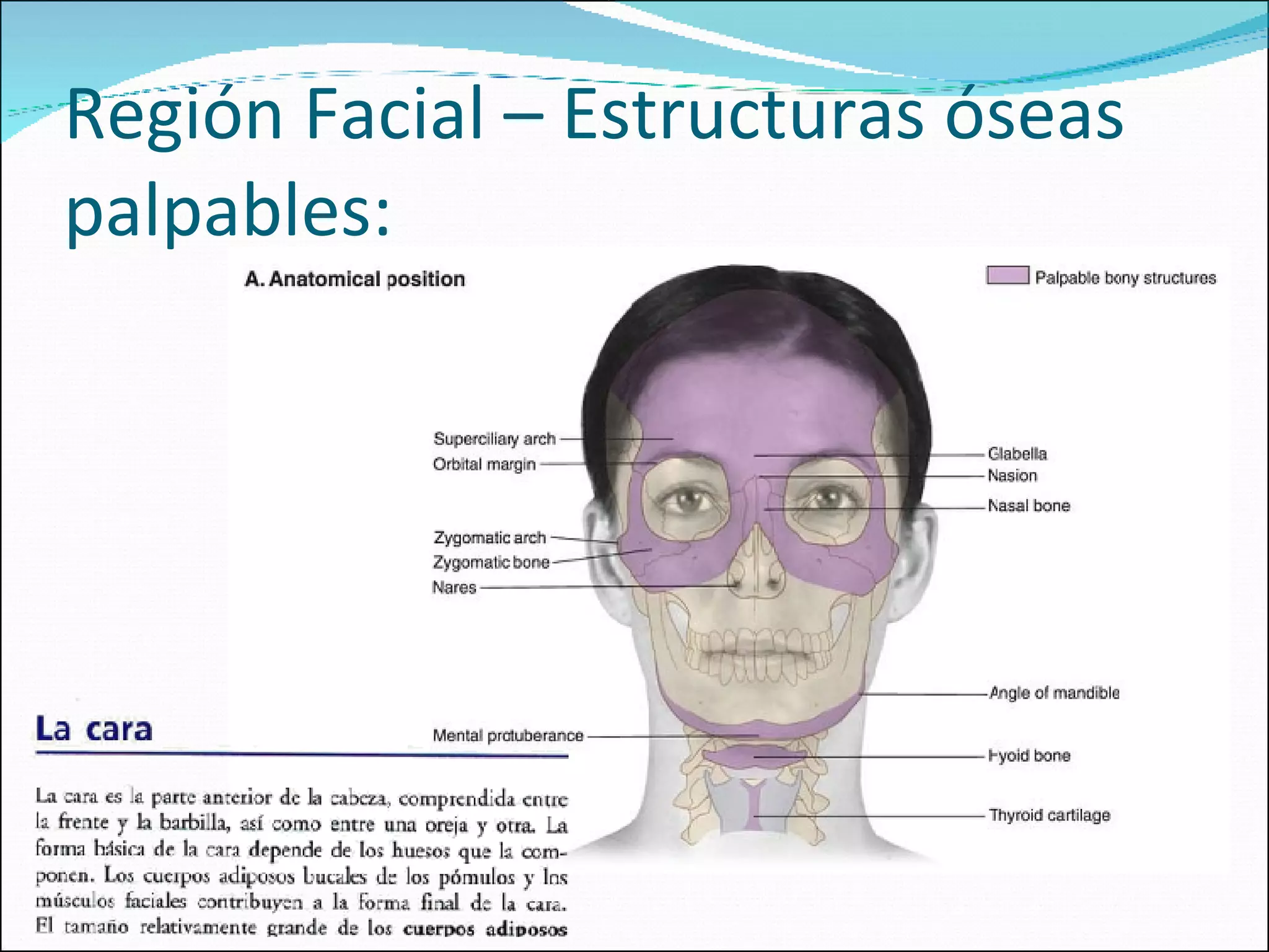 Region Facial Y Nervio Facial | PPT