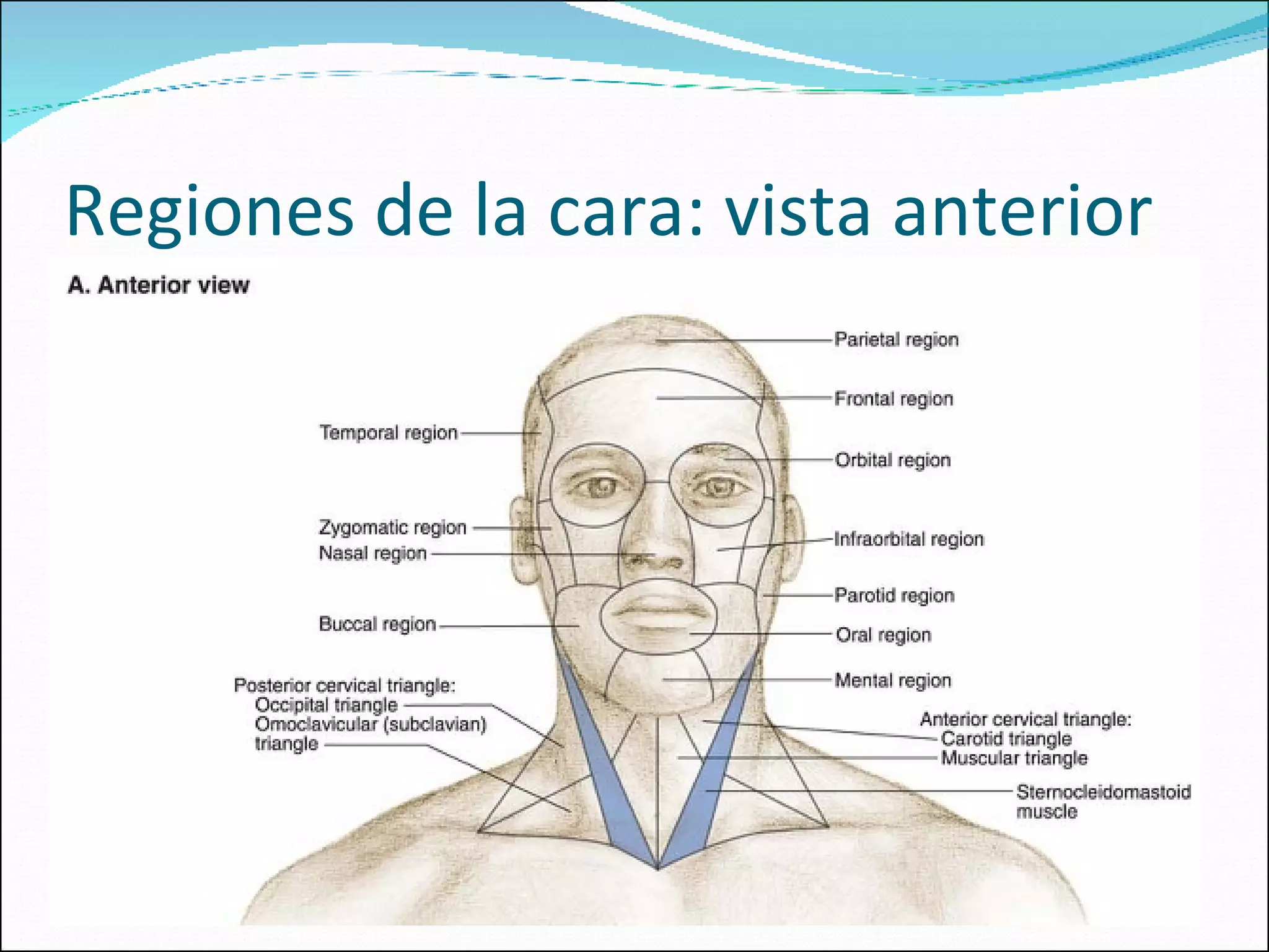 Region Facial Y Nervio Facial | PPT