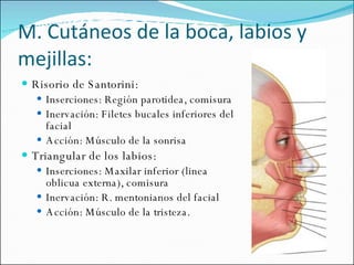 Region Facial Y Nervio Facial | PPT