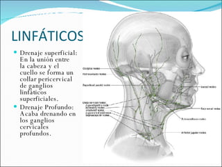 Region Facial Y Nervio Facial | PPT