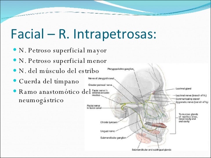 Region Facial Y Nervio Facial