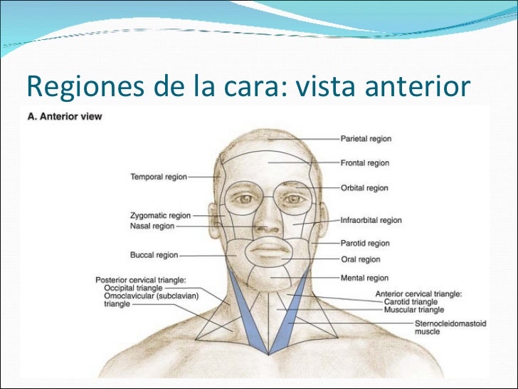 Region Facial Y Nervio Facial