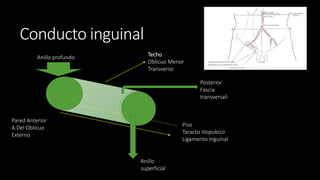Region inguinal | PPTX