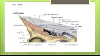 Region inguinal | PPTX