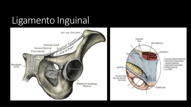 Region inguinal