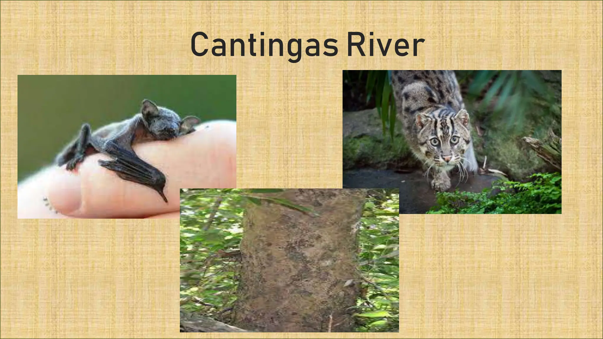 Region 4-B - MIMAROPA CAPITAL AND PROVINCES | PPTX