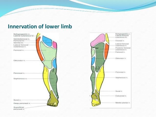 Regional anaesthesia lower limb blocks