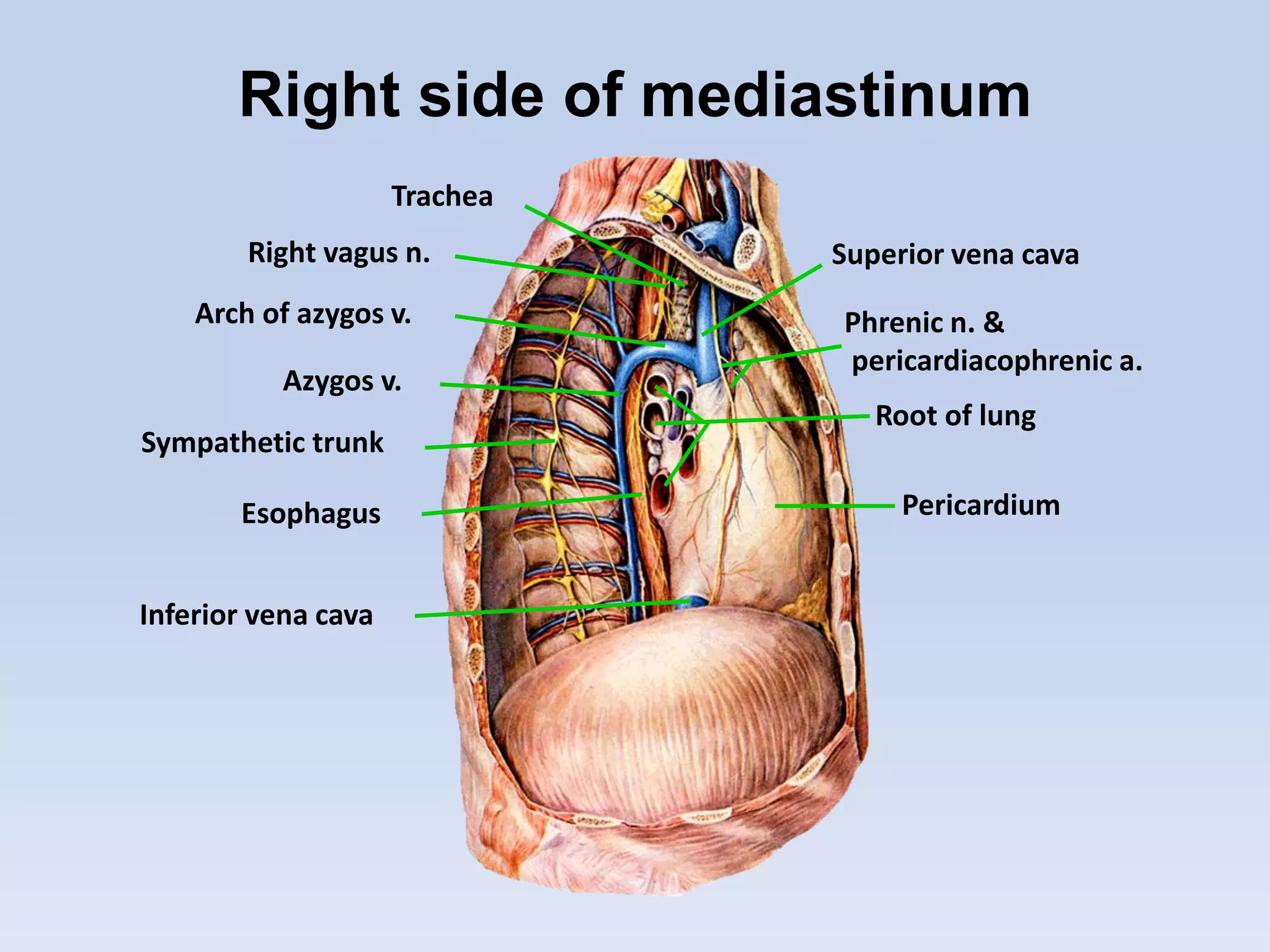 Regional anatomy of the human thorax rs-2011 | PDF