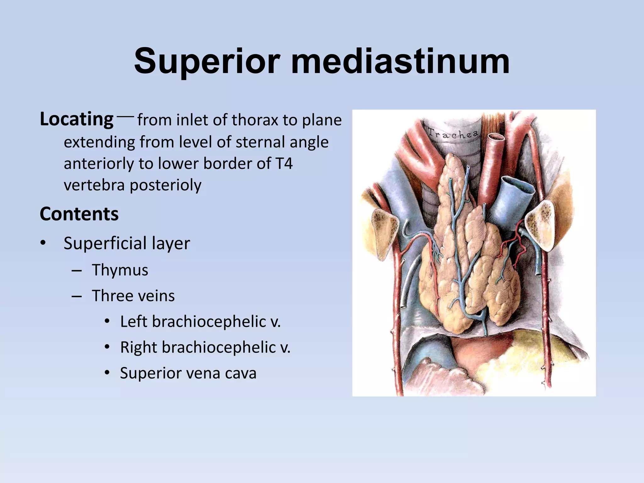 Regional anatomy of the human thorax rs-2011 | PDF