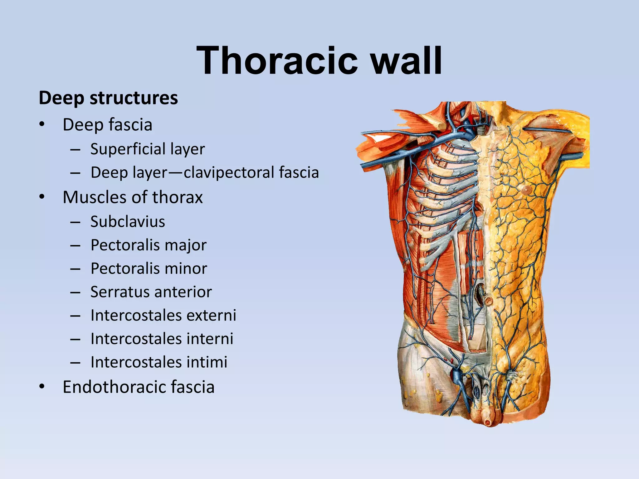 Regional anatomy of the human thorax rs-2011 | PDF