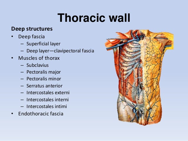 Thoracic Anatomy Definition