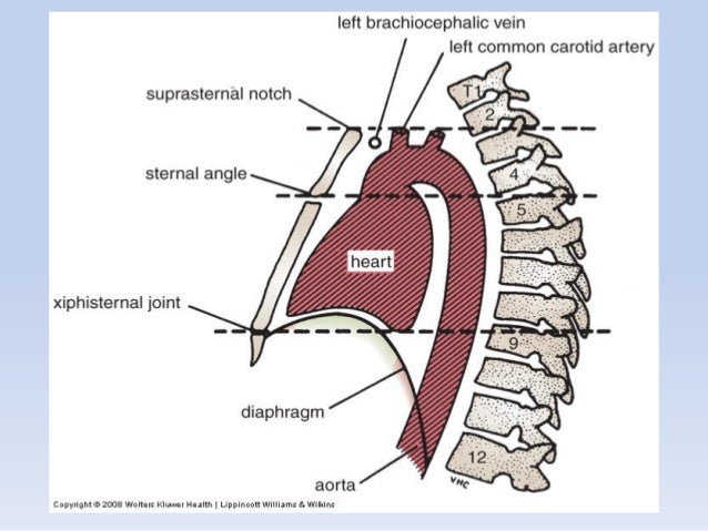 Regional anatomy of the human thorax rs-2011