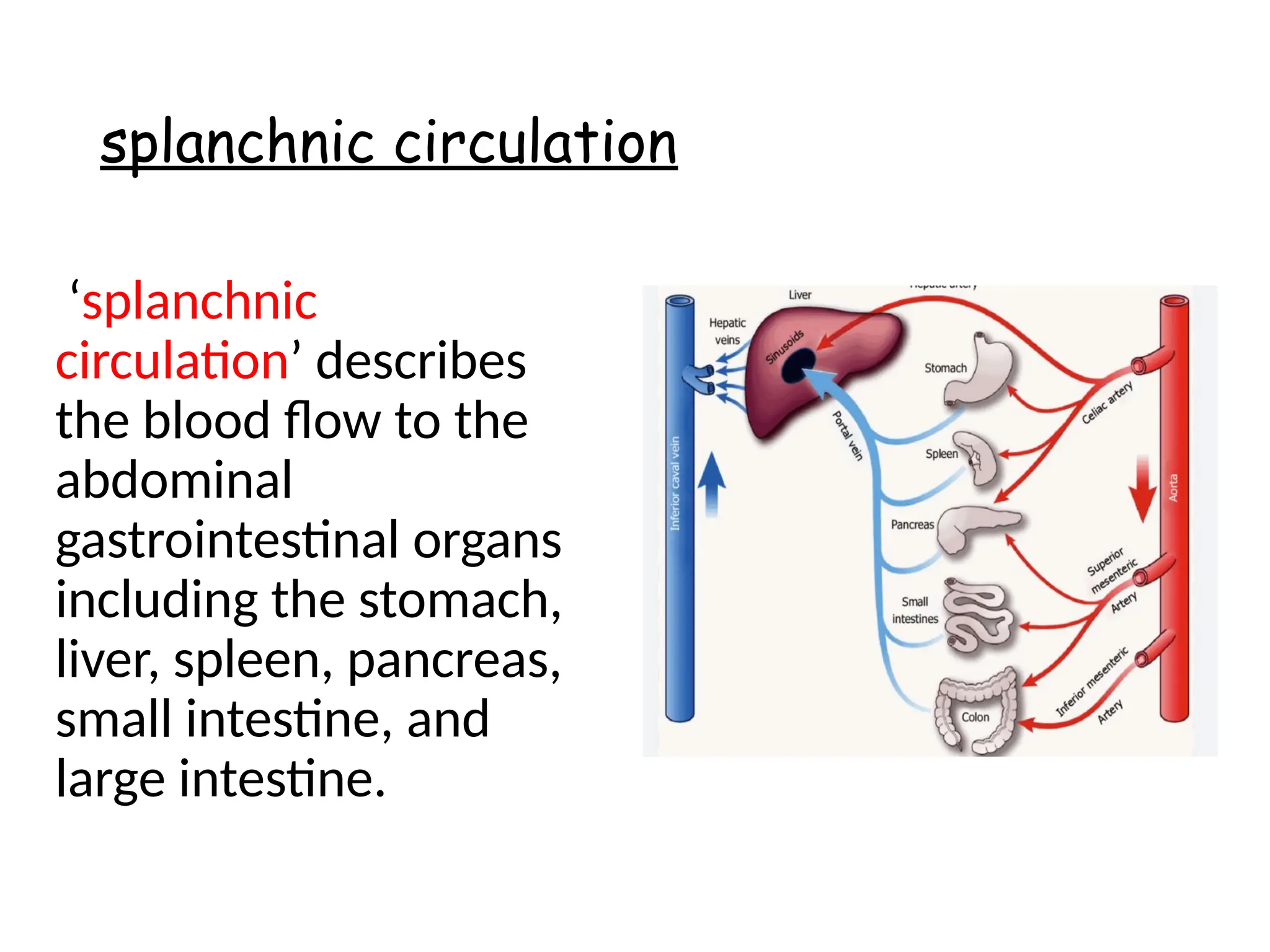 Regional Circulations anatomy of lower limb.pptx