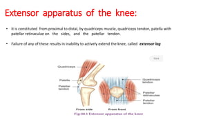 Ligamentous Injuries Around Knee by Dr Arun C Raj, Ortho Resident, KIMS ...