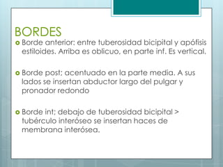 Region antebraquial anterior y posterior | PPTX