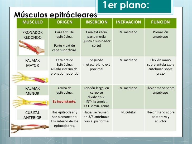 Region antebraquial anterior y posterior