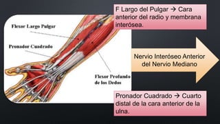 Region anterior del brazo | PPTX