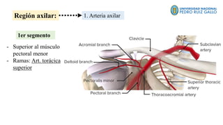REGION AXILAR - ANATOMÍA DE TRONCO Y EXTREMIDADES UNPRG | PDF