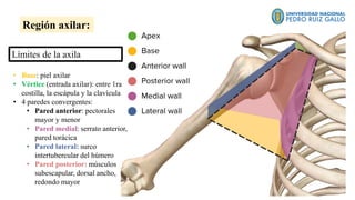 REGION AXILAR - ANATOMÍA DE TRONCO Y EXTREMIDADES UNPRG | PPT