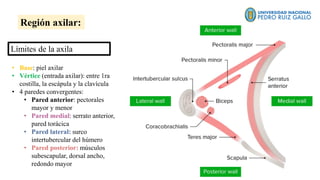 REGION AXILAR - ANATOMÍA DE TRONCO Y EXTREMIDADES UNPRG | PDF