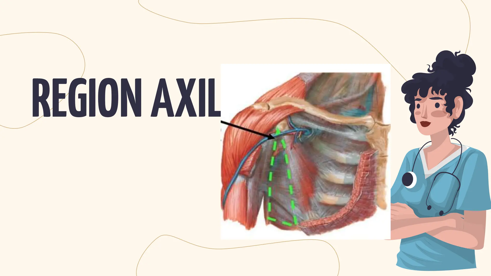 REGION AXILAR - ANATOMIA descripcion, morgologica | PPTX