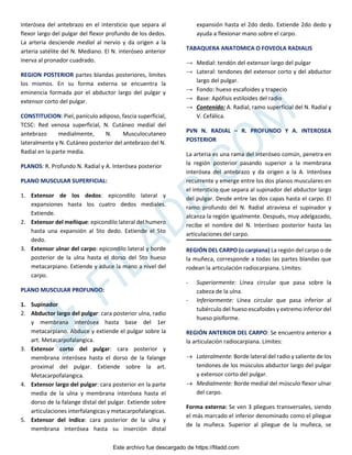 REGION AXILARBRAZO de anatomía rouviere. | PDF