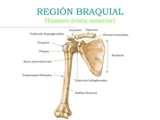 Región braquial anterior y posterior | PPT