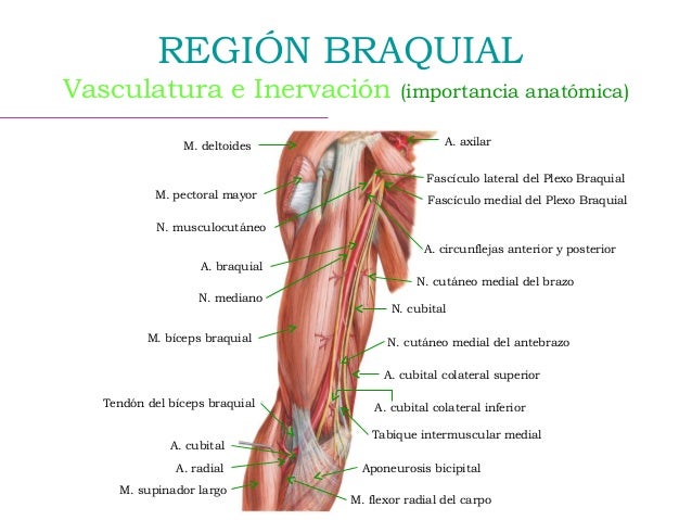 Región braquial anterior y posterior