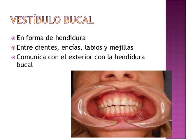 Region bucal