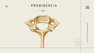 Columna vertebral (región cervical) | PDF