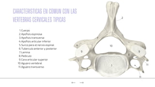 Columna vertebral (región cervical) | PDF