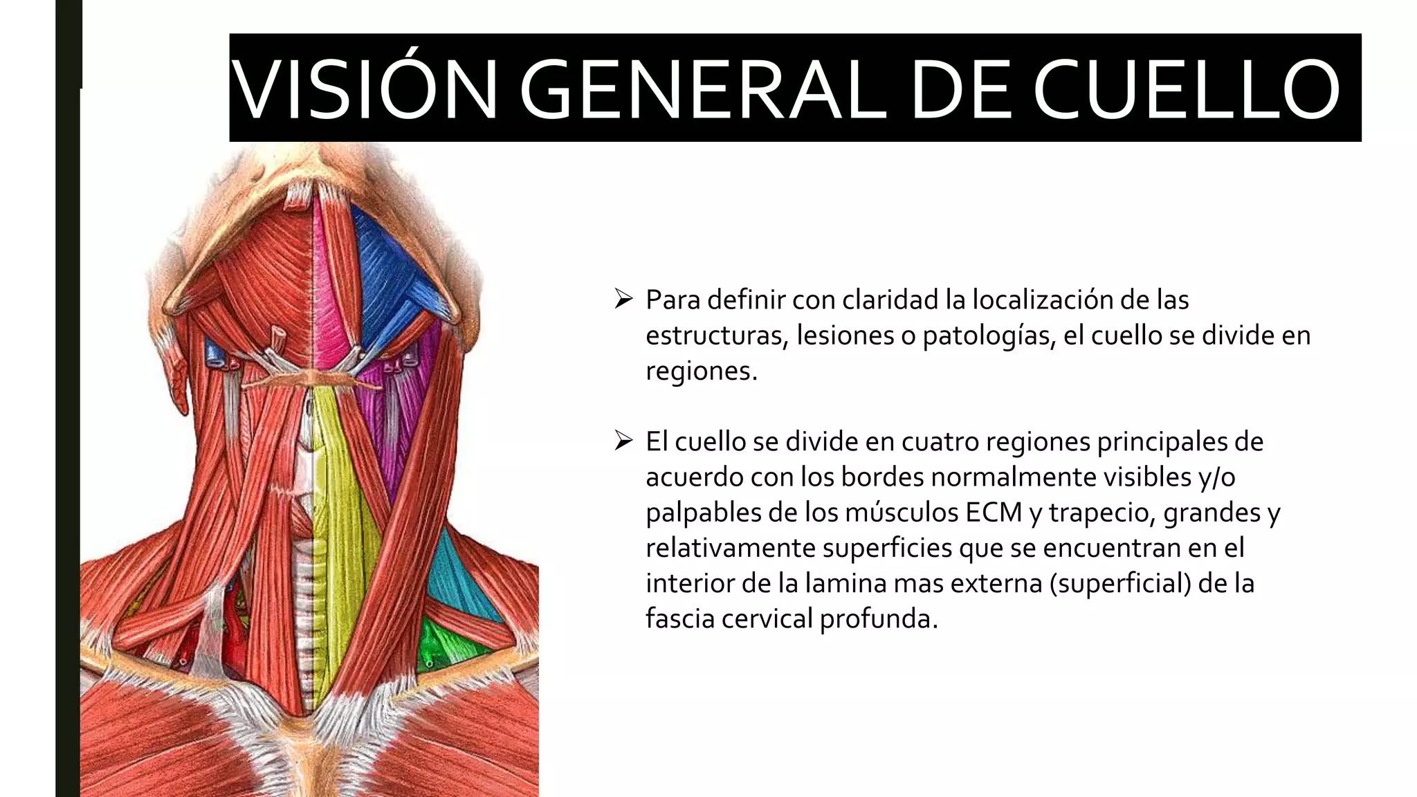 Anatomía De La Región Cervical