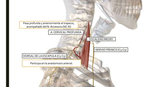 Región cervical posterior, lateral y anterior. | PPTX
