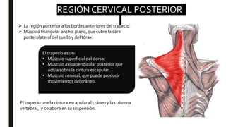 Región cervical posterior, lateral y anterior. | PPTX
