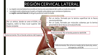 Región cervical posterior, lateral y anterior. | PPTX