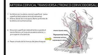 Región cervical posterior, lateral y anterior. | PPTX