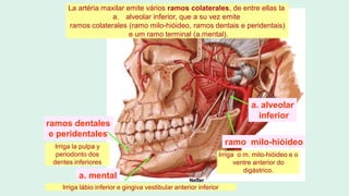 ANATOMIA - Region Cigomatica | PDF