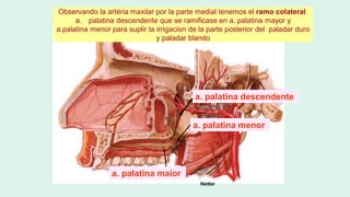 ANATOMIA - Region Cigomatica | PDF
