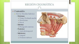 ANATOMIA - Region Cigomatica | PDF