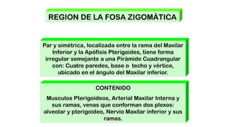 ANATOMIA - Region Cigomatica | PDF