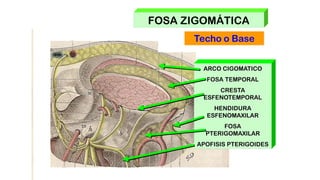 ANATOMIA - Region Cigomatica | PDF
