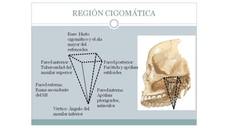 ANATOMIA - Region Cigomatica | PDF