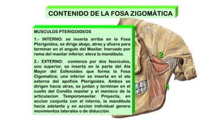 ANATOMIA - Region Cigomatica | PDF
