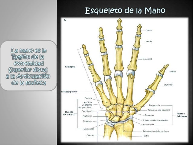 Region de la mano